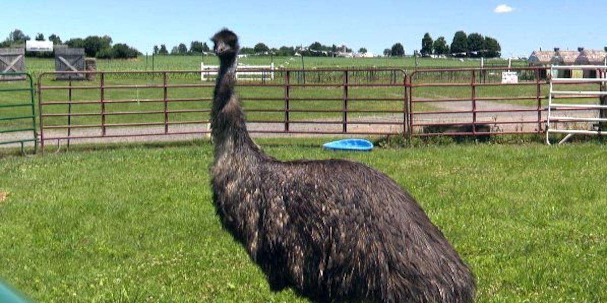 How do you catch an escaped emu? Old McDonald’s Farm finds out How do you catch an escaped emu? Old McDonald’s Farm finds out